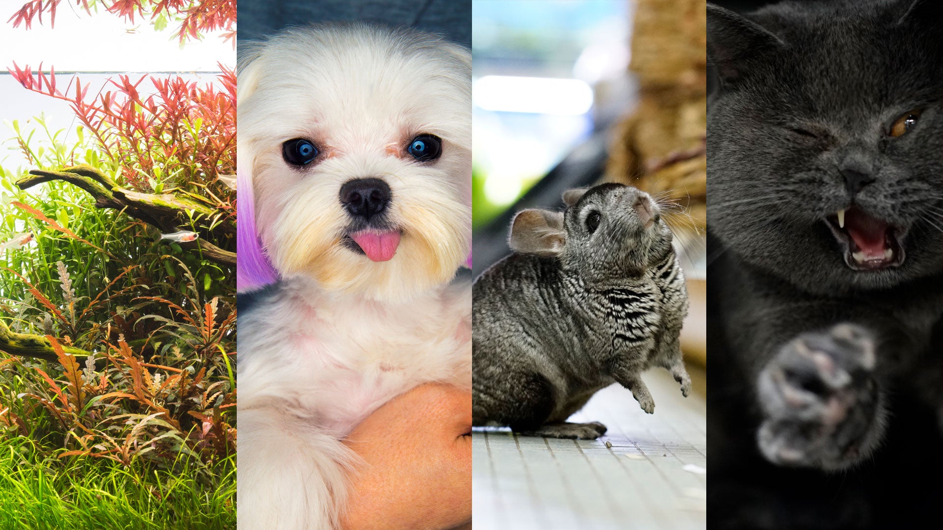 SALES - Cat – 88 Pets Mart